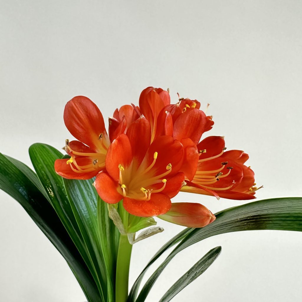 Clivia – Uncle John's Home & Garden