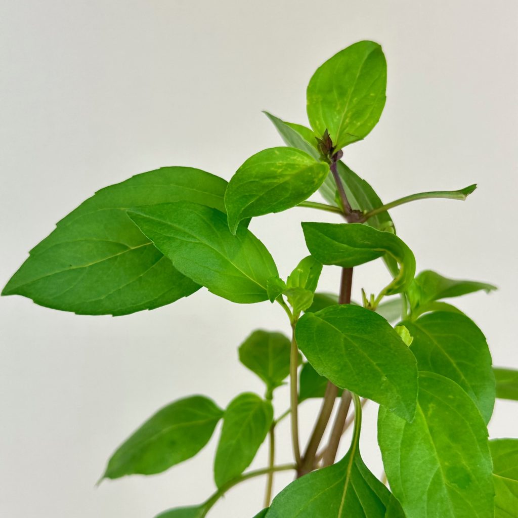 Basil, Thai Magic – Uncle John's Home & Garden