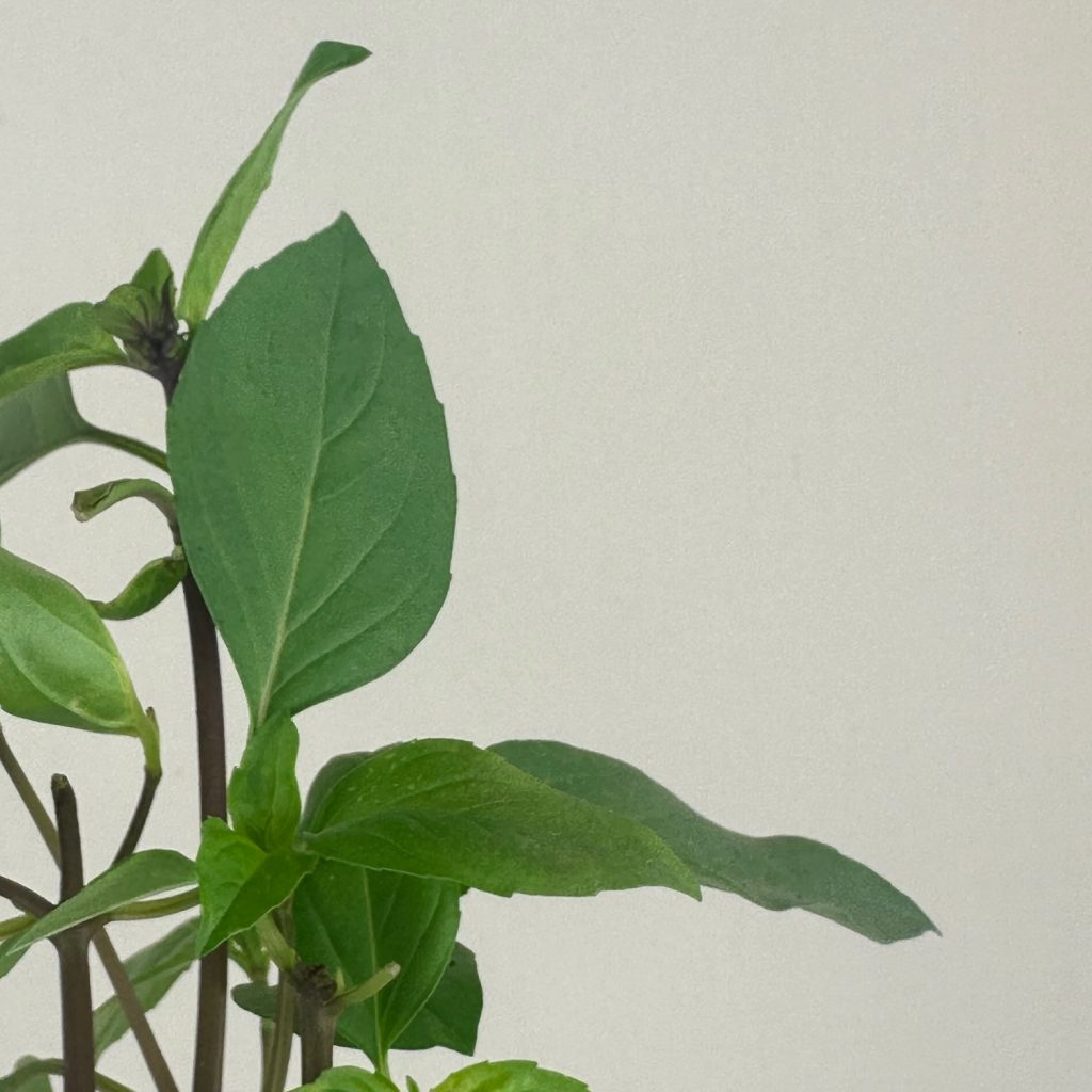 Basil, Thai Magic – Uncle John's Home & Garden