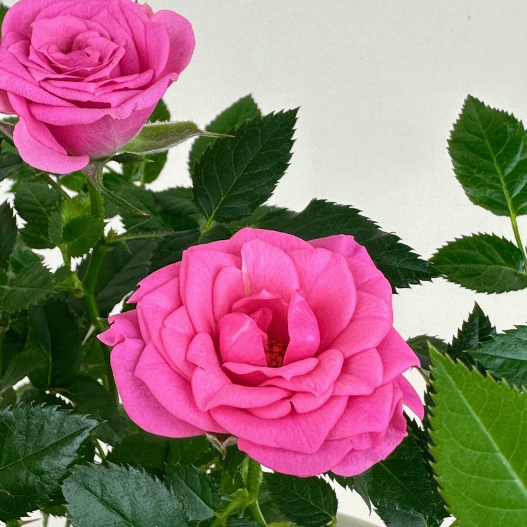 Mini Rose – Uncle John's Home & Garden
