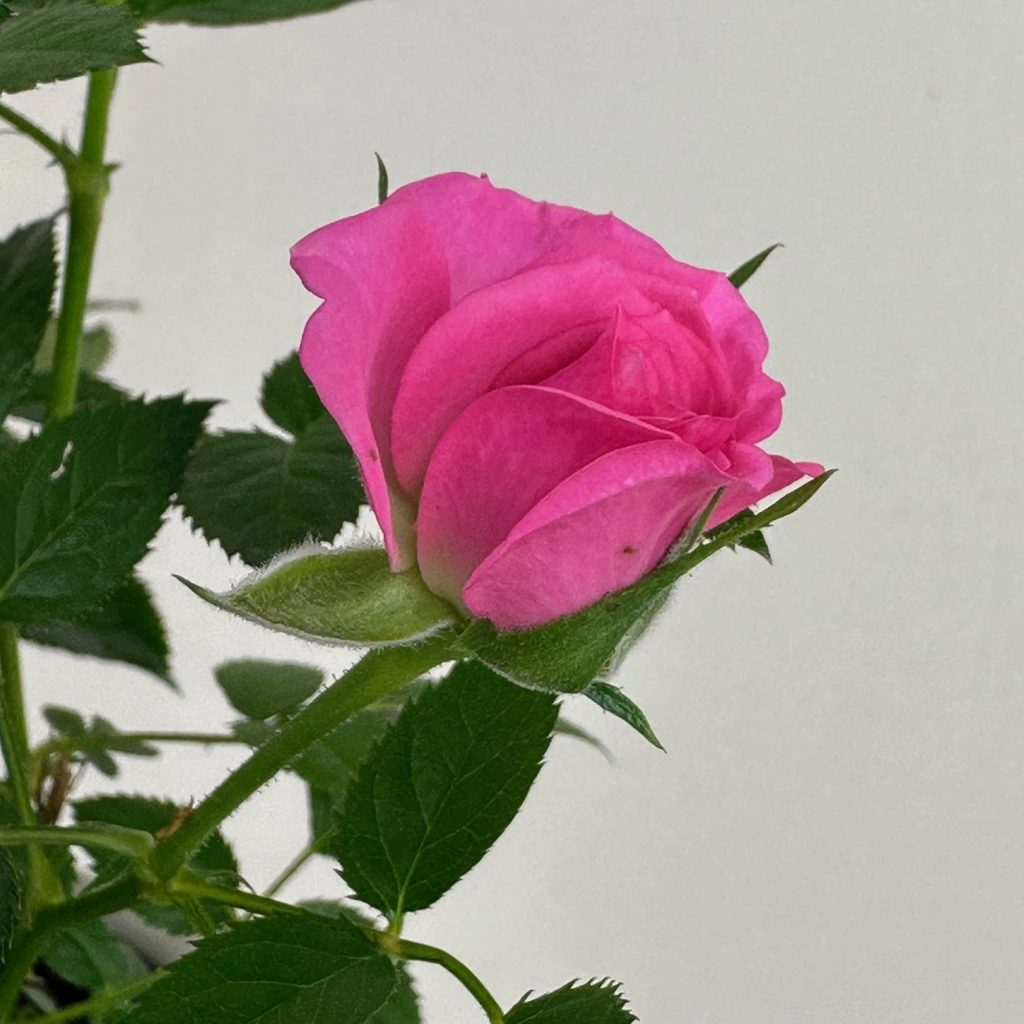 Mini Rose – Uncle John's Home & Garden