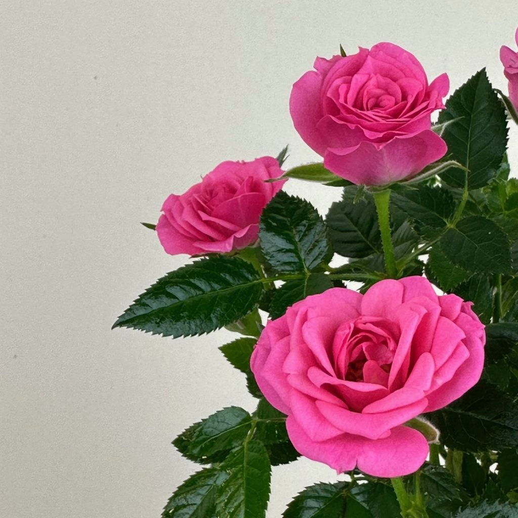 Mini Rose – Uncle John's Home & Garden