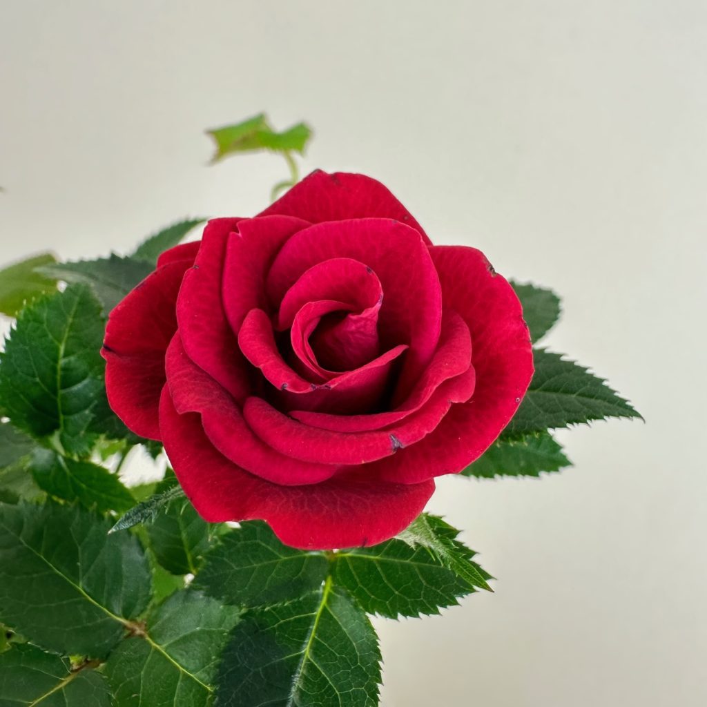 Mini Rose – Uncle John's Home & Garden