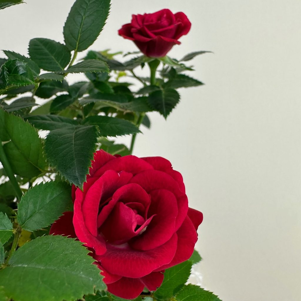 Mini Rose – Uncle John's Home & Garden