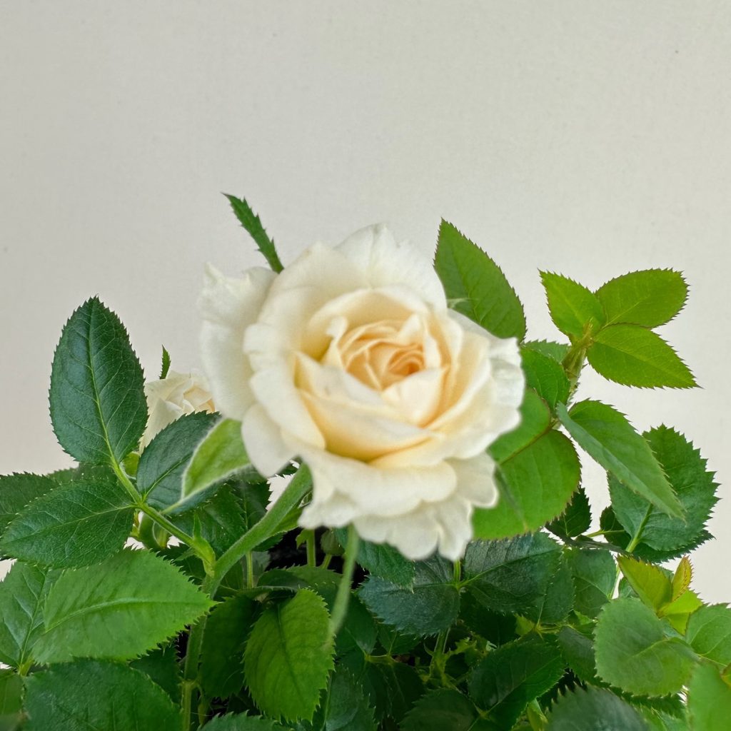Mini Rose – Uncle John's Home & Garden