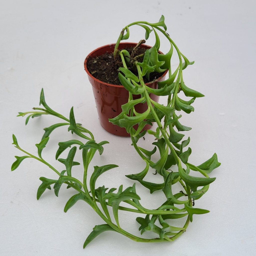 String of Dolphins – Uncle John's Home & Garden