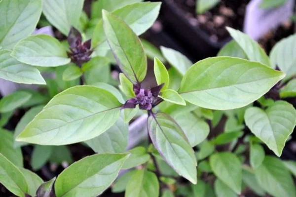 Basil ‘Thai Magic’ – Uncle John's Home & Garden